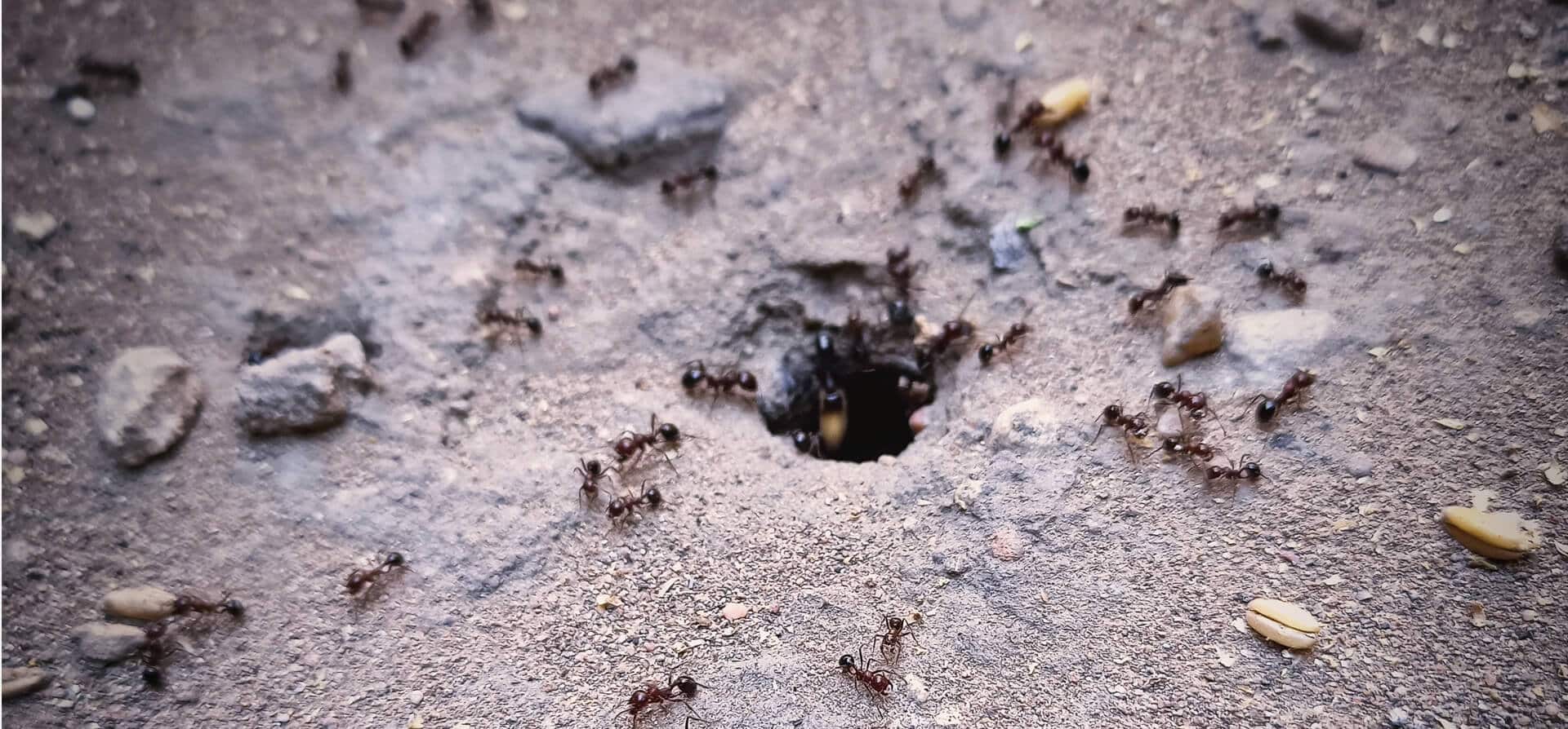 Mieren - Bug Crushers